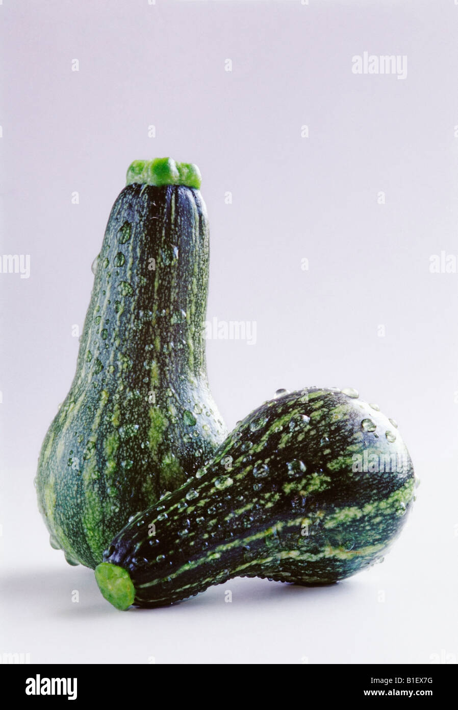 Two mini Butternut squash [cucurbita moschata] Stock Photo - Alamy