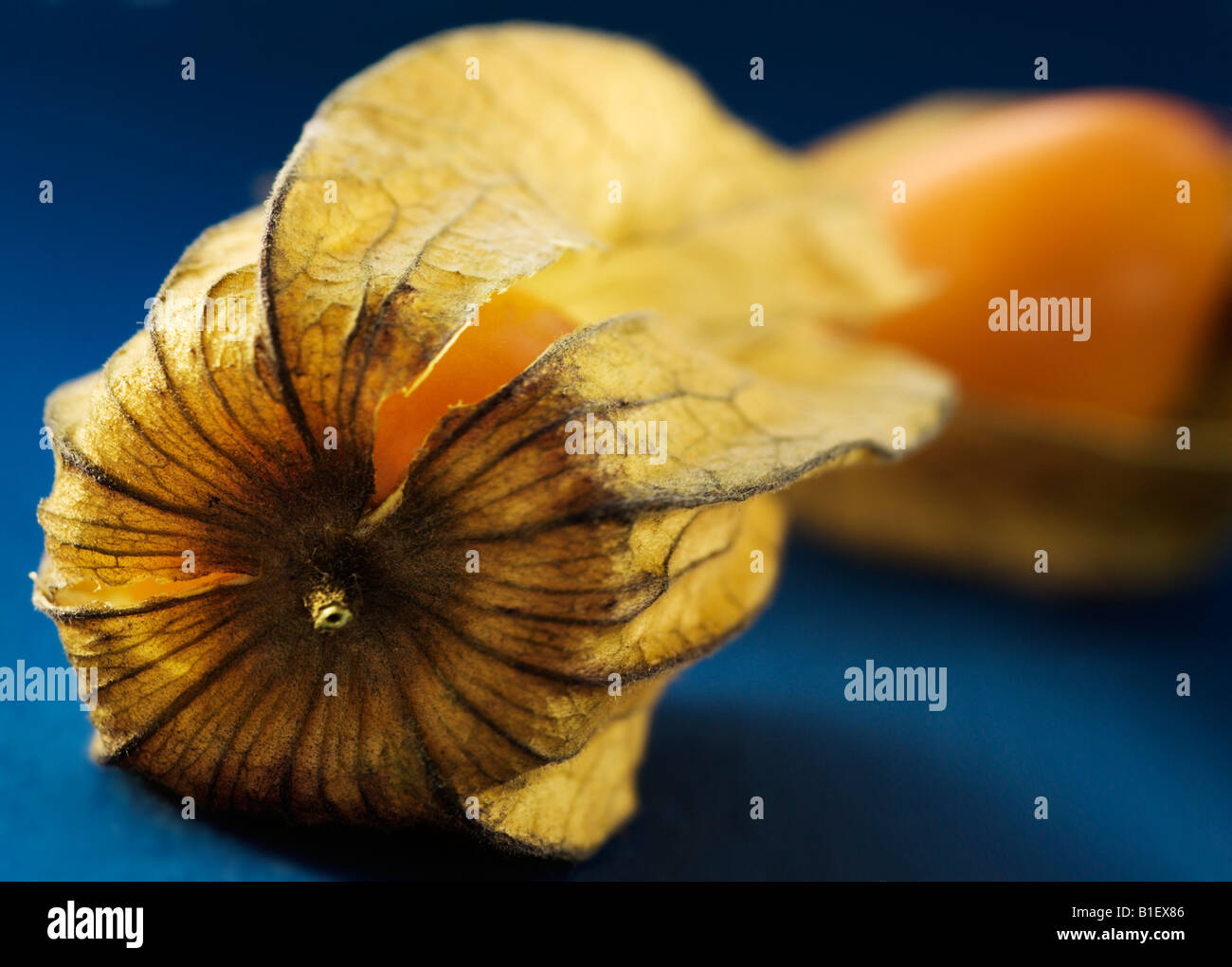 Physalis Cape Gooseberry Stock Photo - Alamy