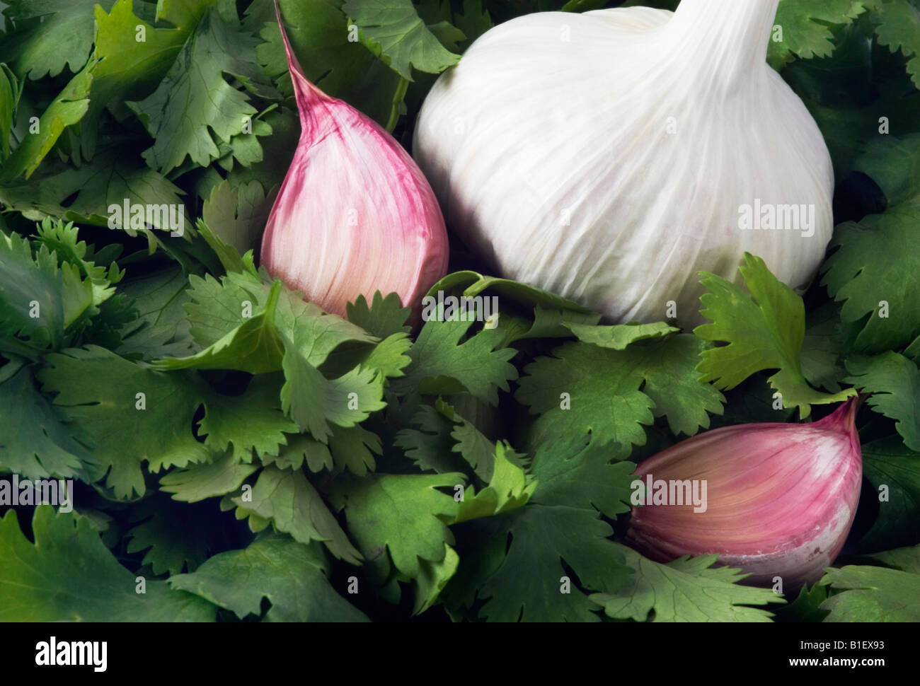 Garlic and fresh Coriander Leaves Stock Photo - Alamy