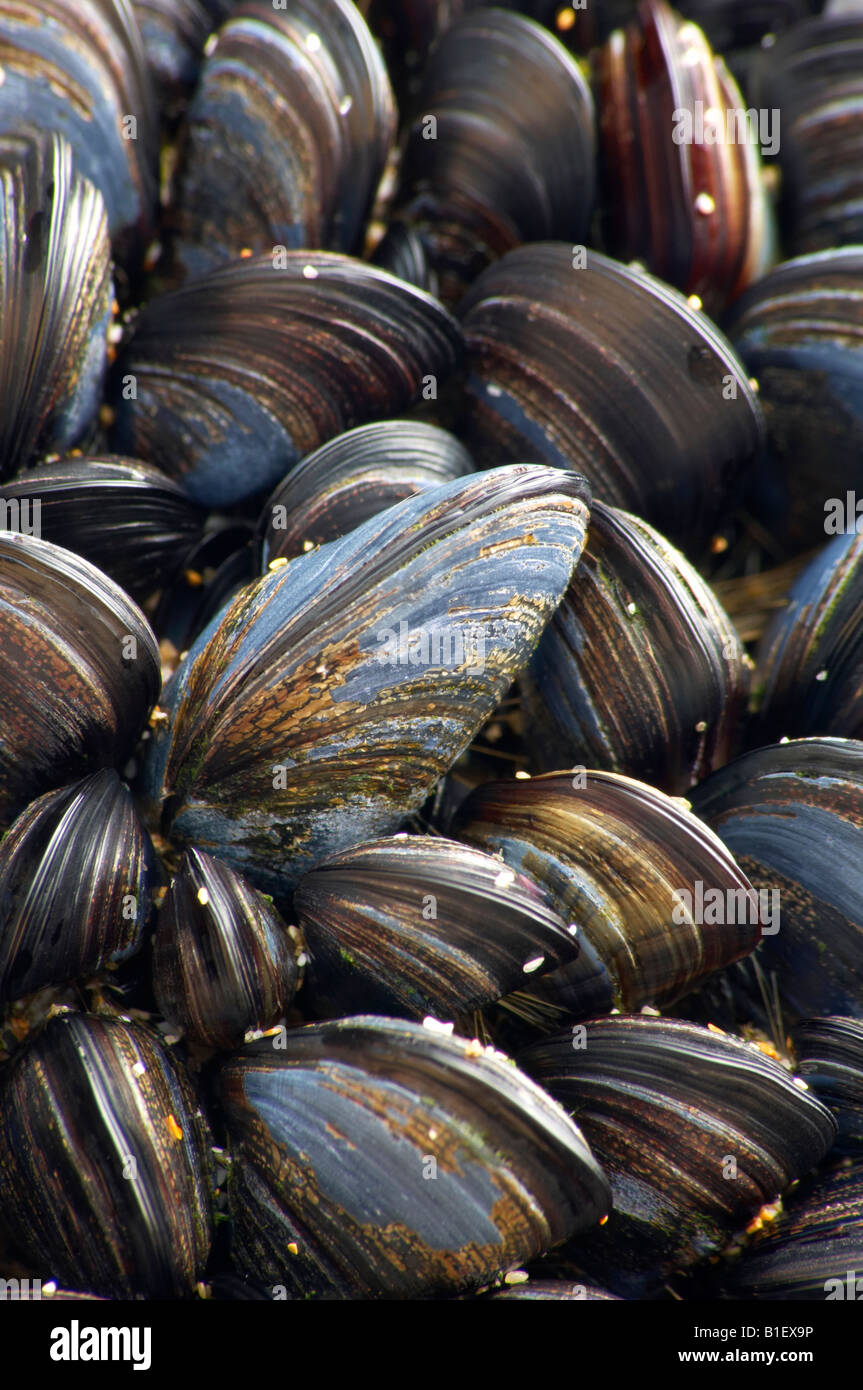 Cluster of Cornish mussels growing on rocks at Bedruthan Steps beach ...
