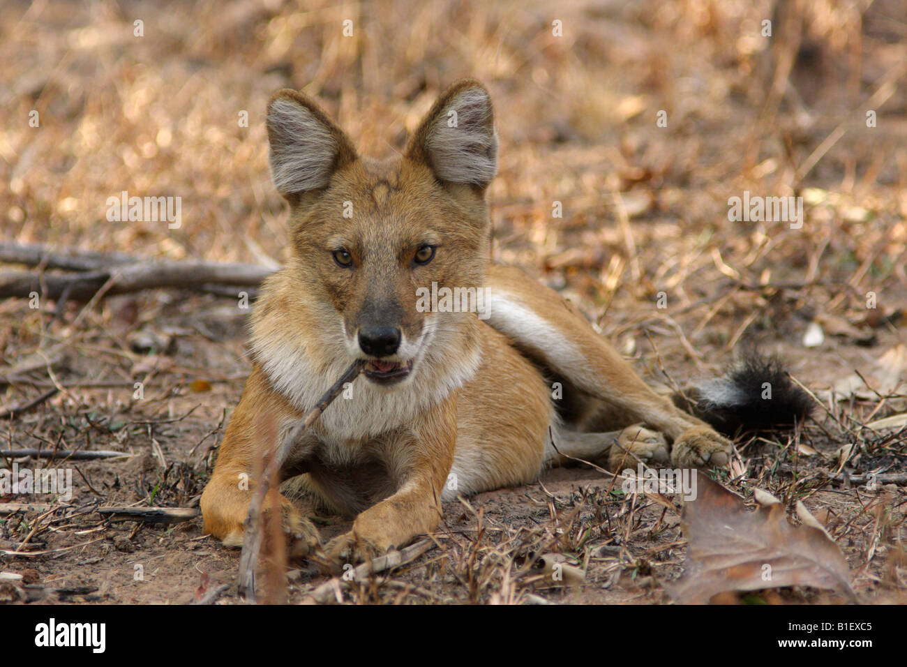 Indian wild dog hi-res stock photography and images - Alamy