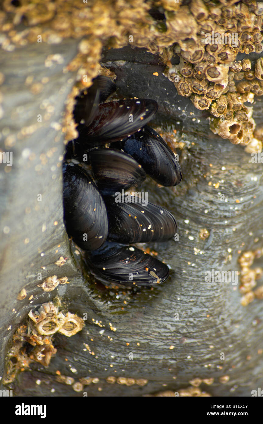 Cluster of Cornish mussels growing on rocks at Bedruthan Steps beach ...