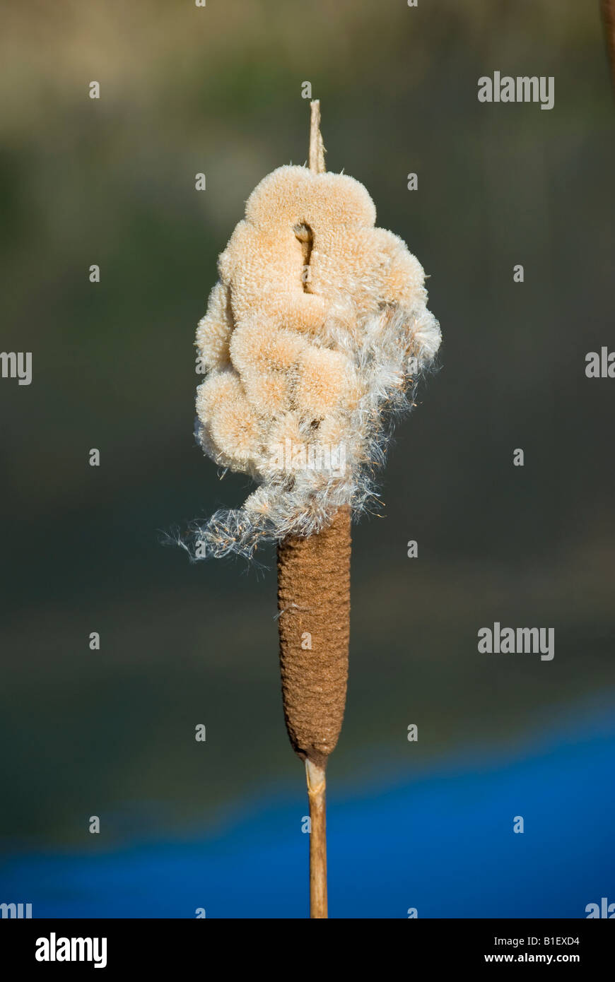 Seeding juncus rush hi-res stock photography and images - Alamy