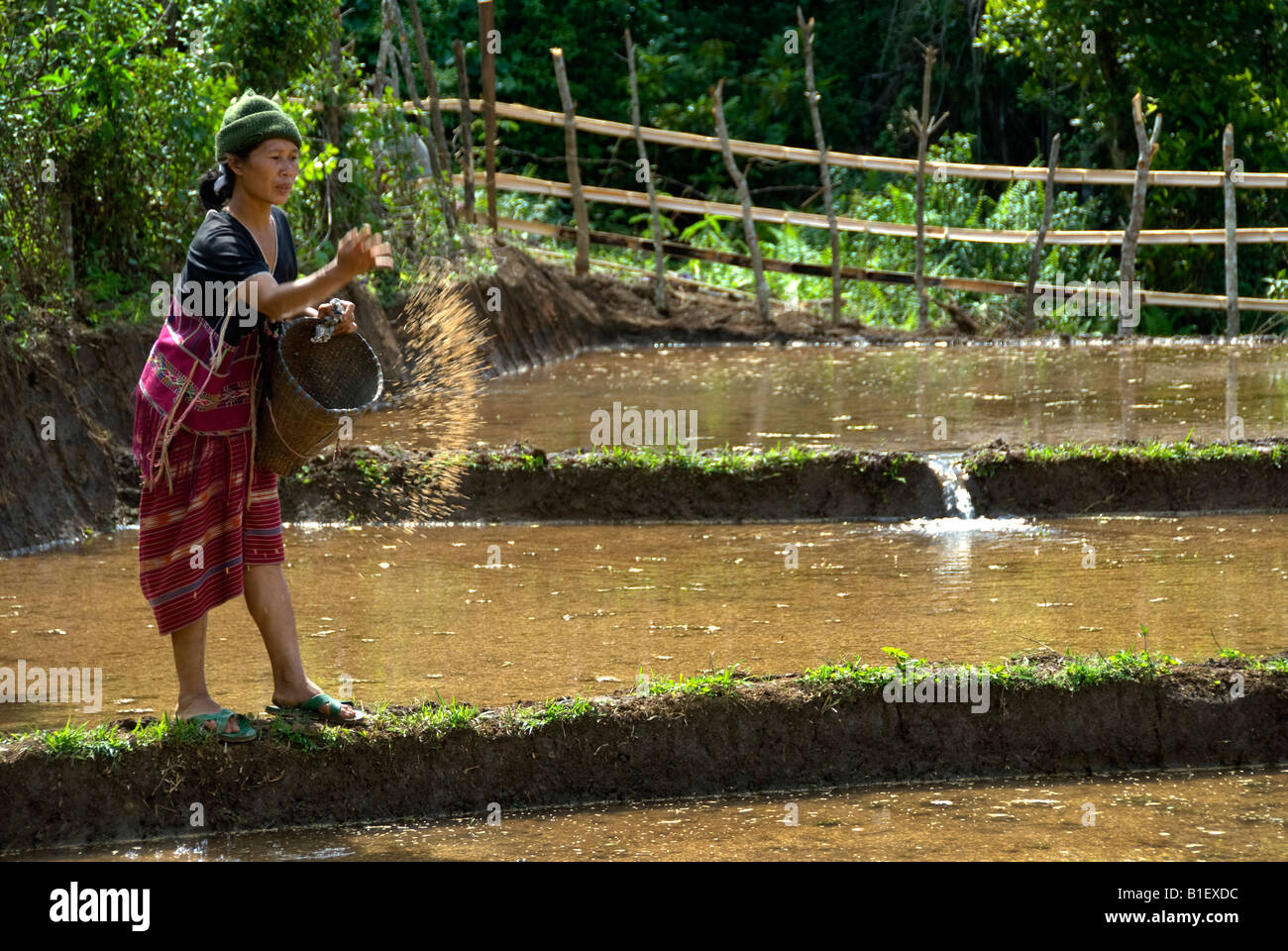 Karen hill tribe woman sowing rice seed in northern Thailand Stock ...