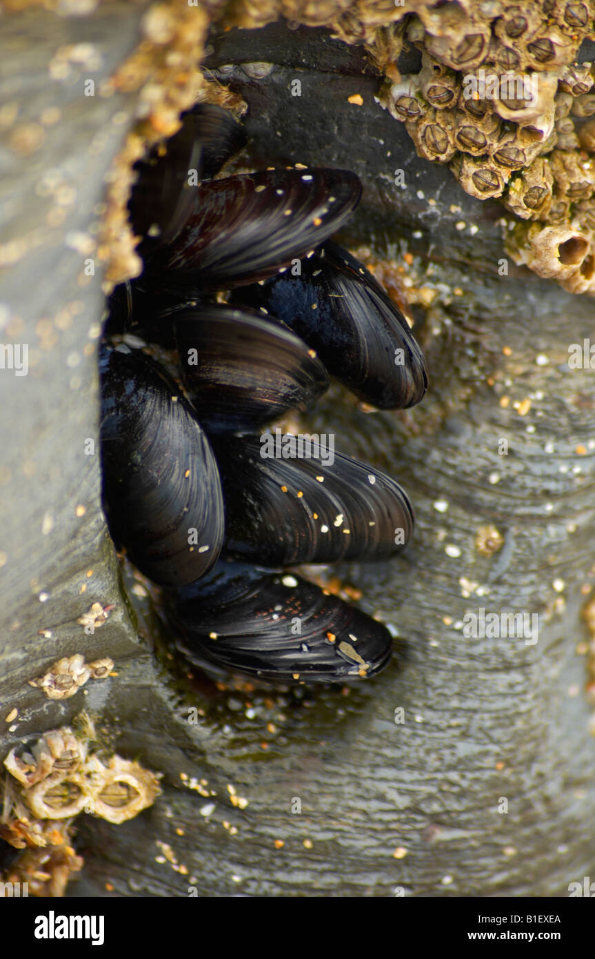 Cluster of Cornish mussels growing on rocks at Bedruthan Steps beach ...