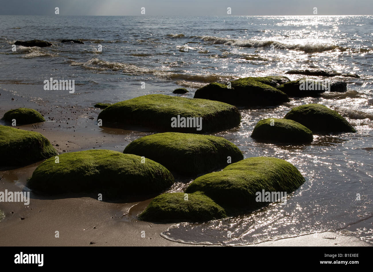 Seaweed covered rocks of Hunstanton Beach, West Norfolk Stock Photo - Alamy