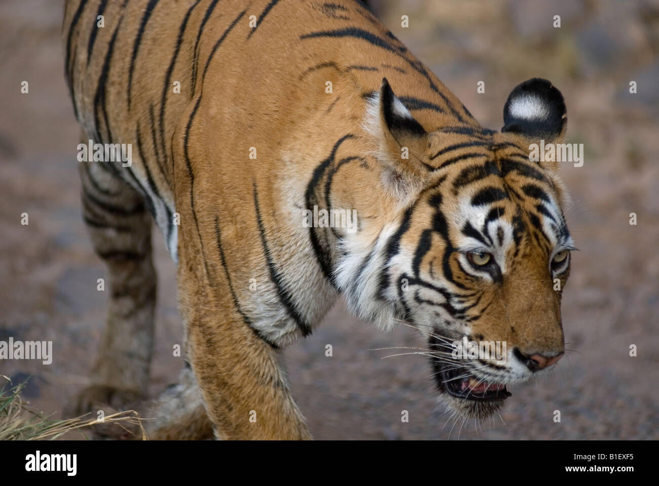 Bengal Tiger machali close up Ranthambhore, India. (Panthera Tigris ...