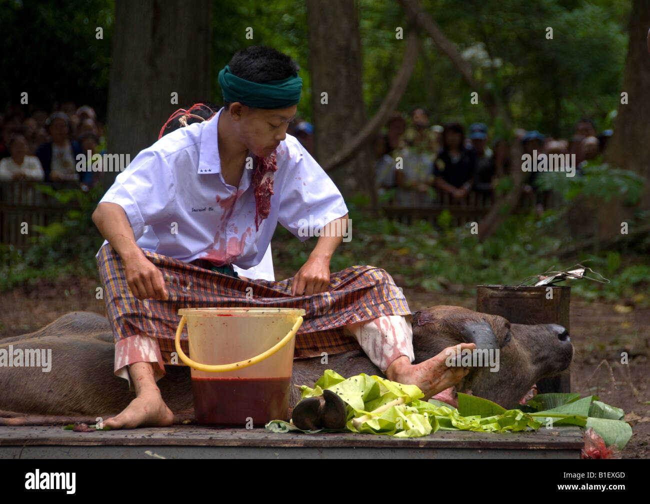 Annual Buddhist buffalo sacrifice ritual to performed to ward off evil ...