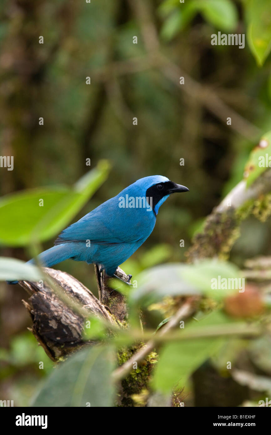 Song bird turquoise hi-res stock photography and images - Alamy