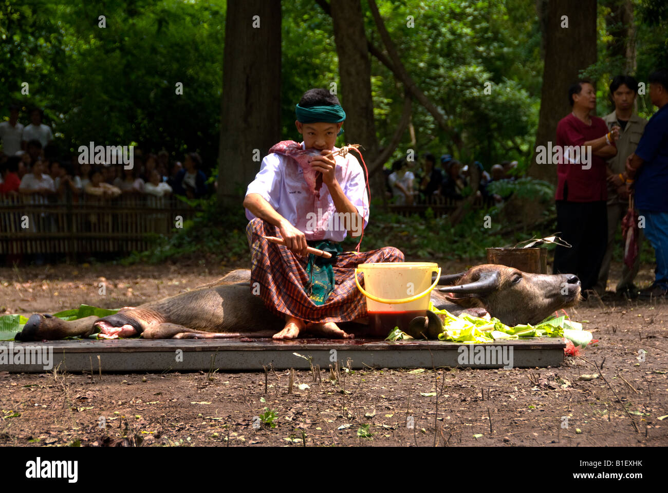 Annual Buddhist buffalo sacrifice ritual to performed to ward off evil ...