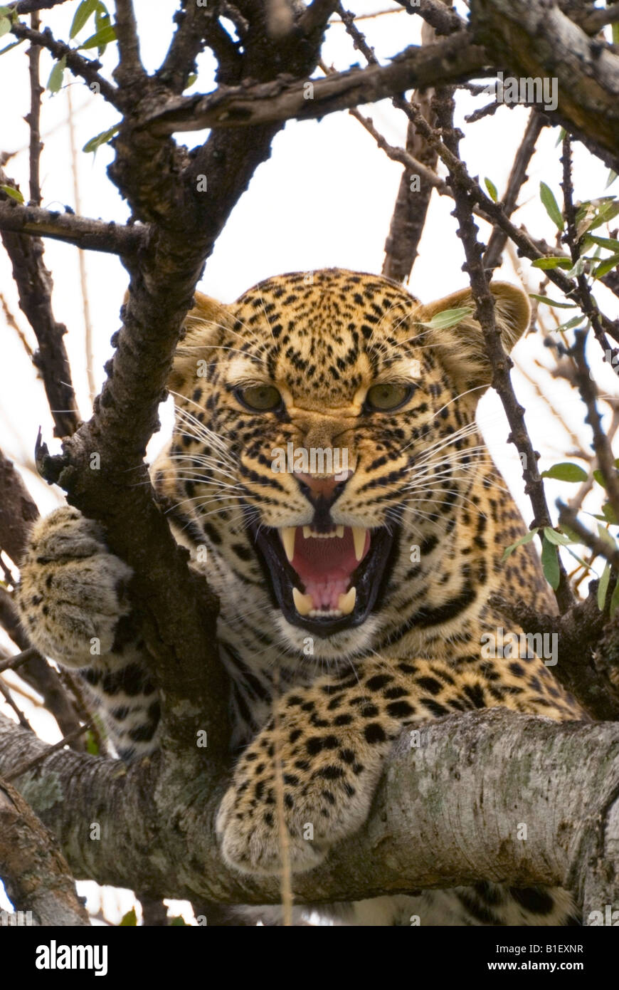 Snarling Leopard lays in tree in the Masai Mara national Reserve, Kenya Stock Photo - Alamy