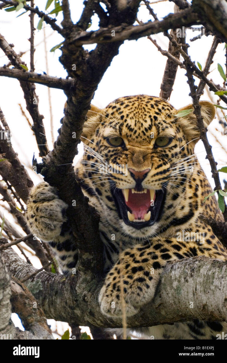 Snarling Leopard lays in tree in the Masai Mara national Reserve, Kenya ...