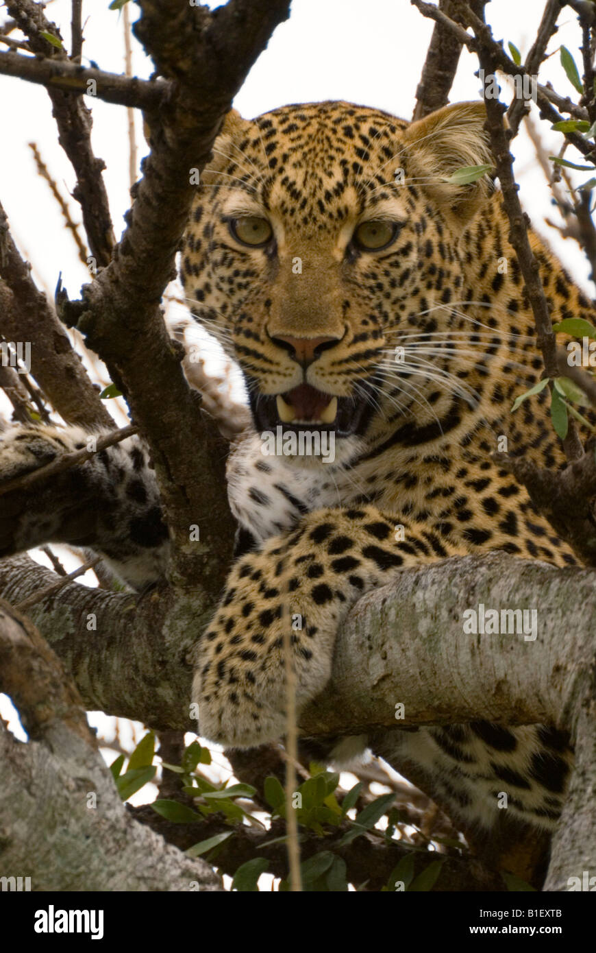 Leopard lays in tree in the Masai Mara national Reserve, Kenya Stock ...