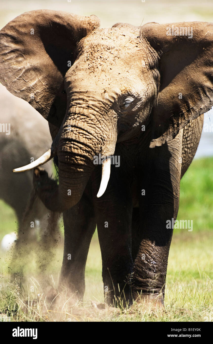 African elephant Front view Kenya Stock Photo - Alamy