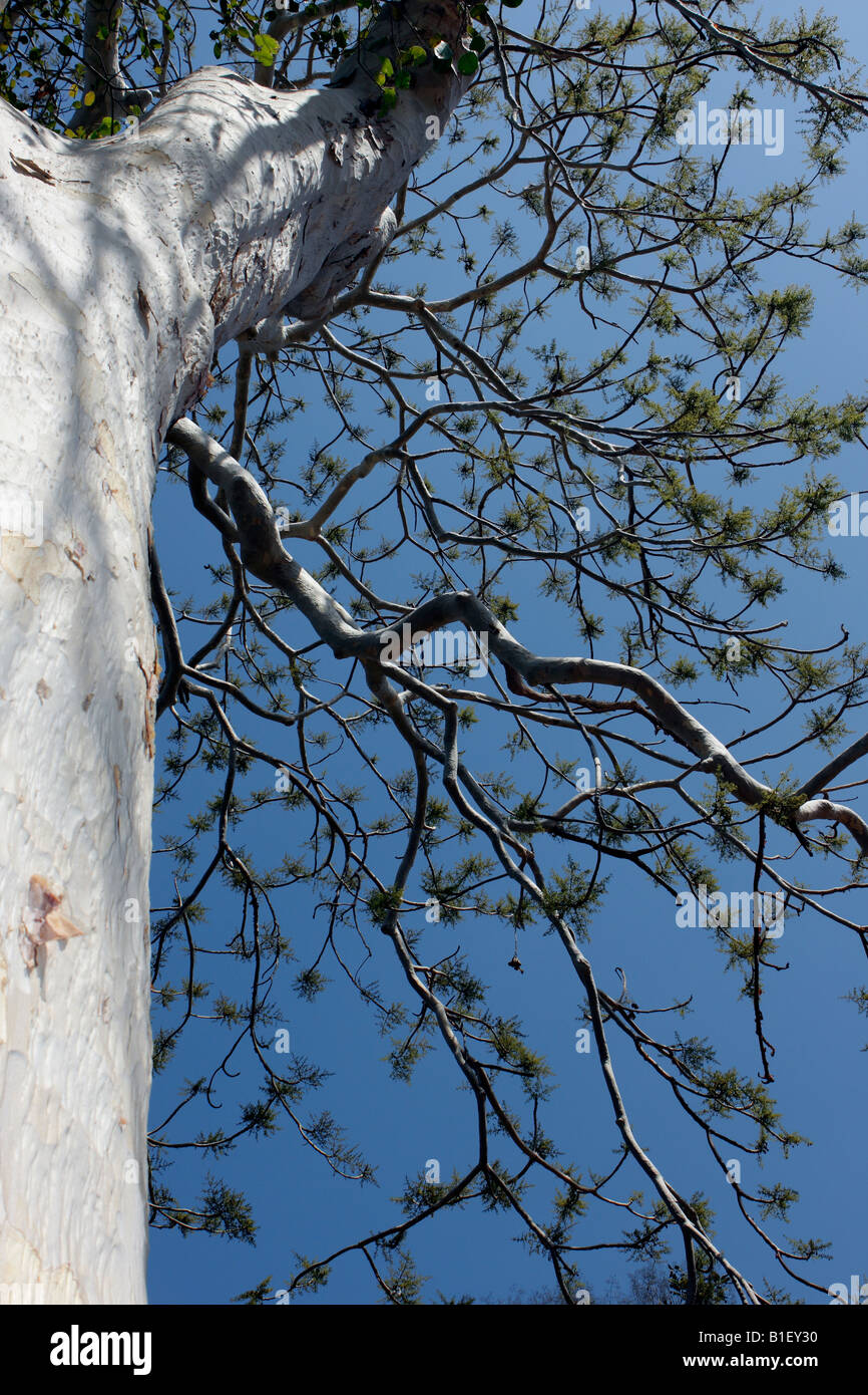 Ghost tree hi-res stock photography and images - Alamy