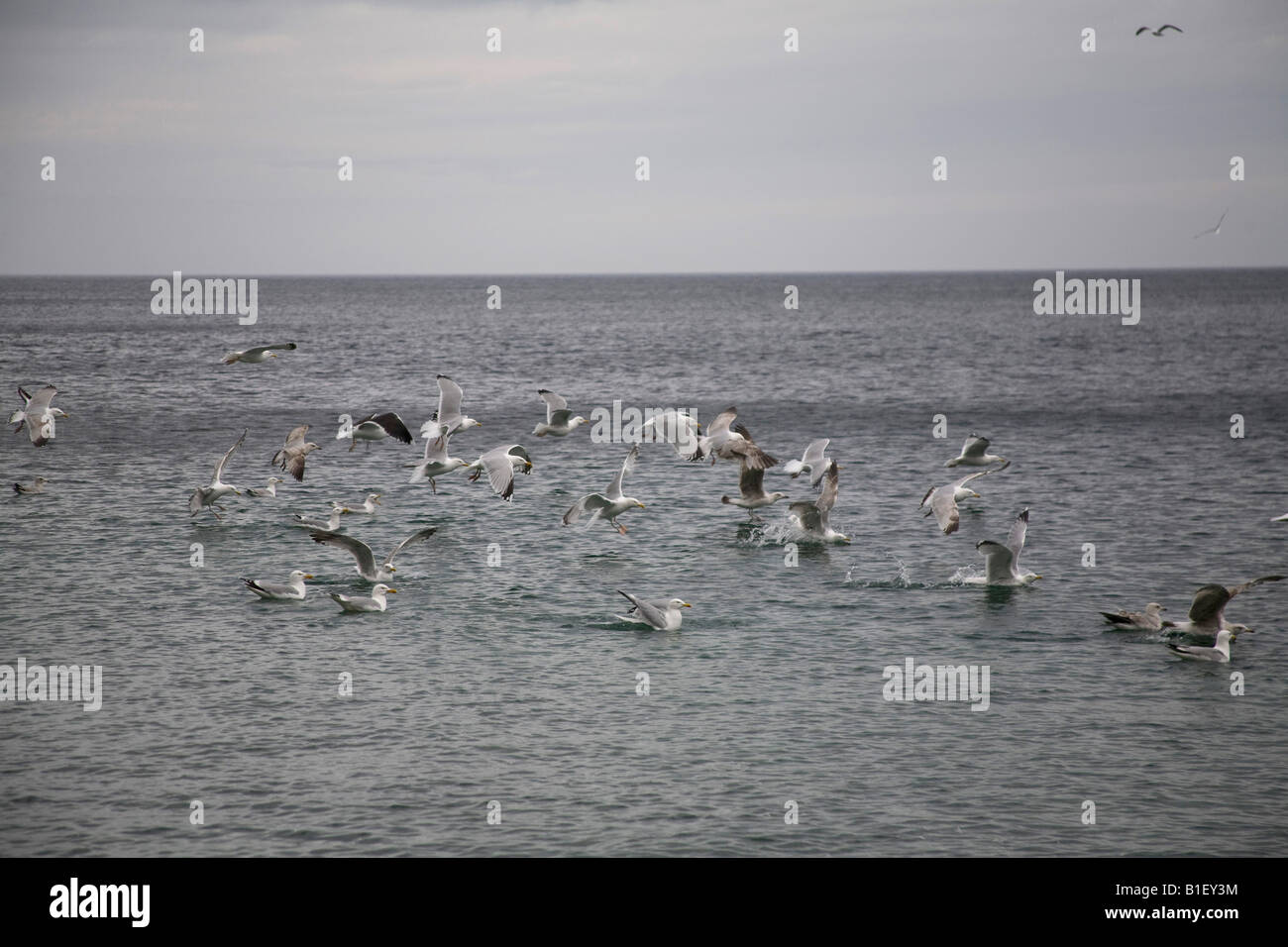 Seagul colony swimming / feeding on sea near coast. Horizontal format ...