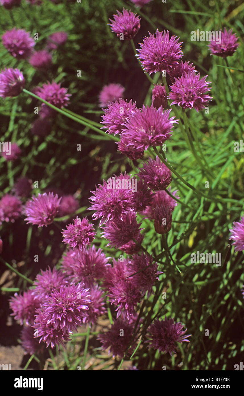 Cress or chives hi-res stock photography and images - Alamy