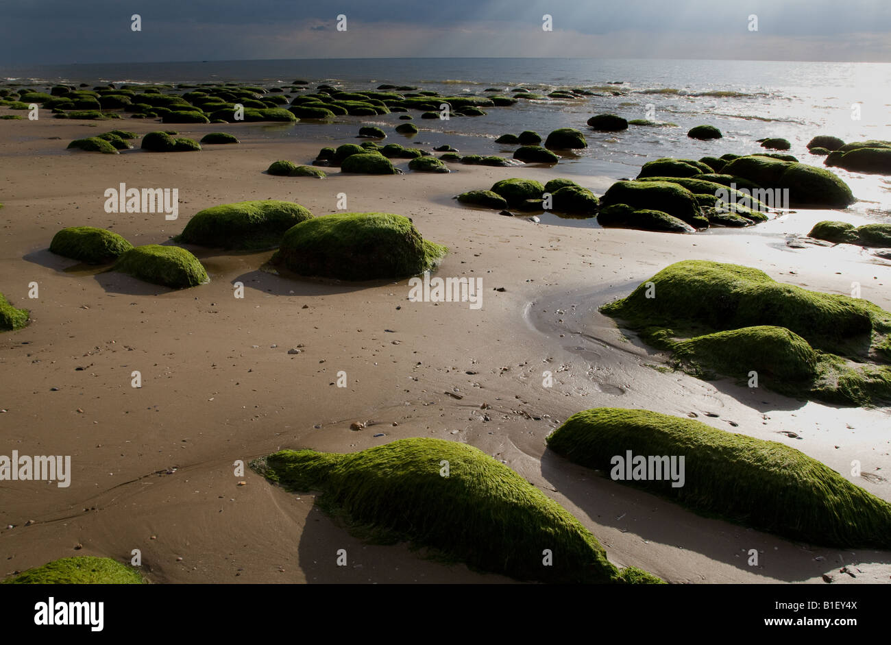 Seaweed covered rocks of Hunstanton Beach, West Norfolk Stock Photo - Alamy
