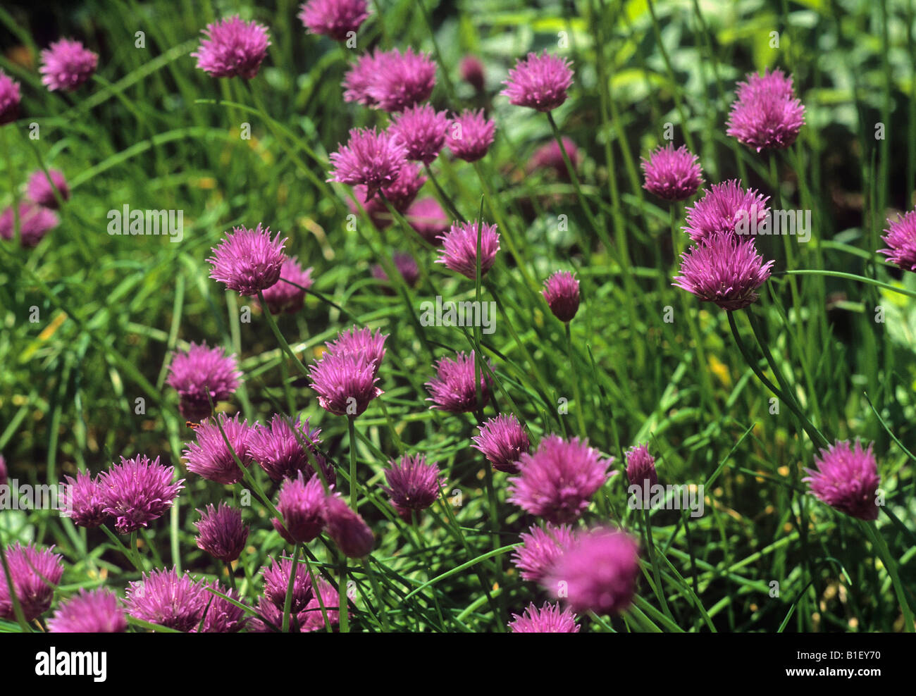 Cress or chives hi-res stock photography and images - Alamy