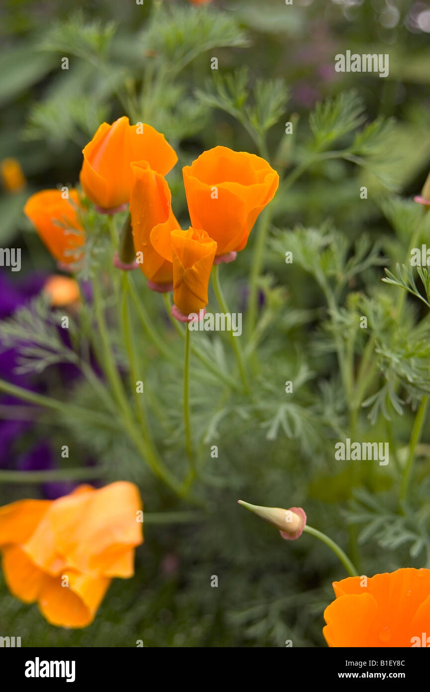 Alaska poppy hi-res stock photography and images - Alamy