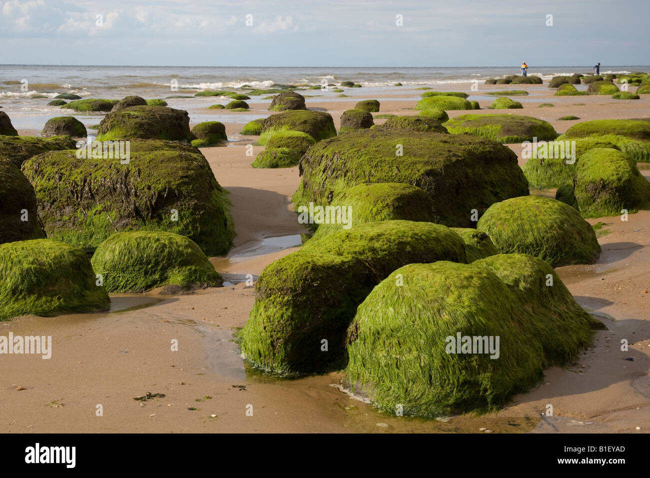 Seaweed covered rocks of Hunstanton Beach, West Norfolk Stock Photo - Alamy