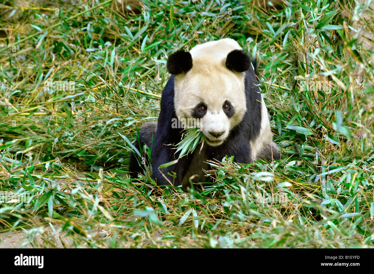 Giant Panda feeding on Bamboo leaves Stock Photo - Alamy