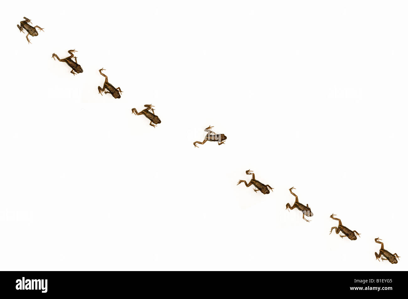 Juvenile Toads walking in Line with one individual deviating from the ...