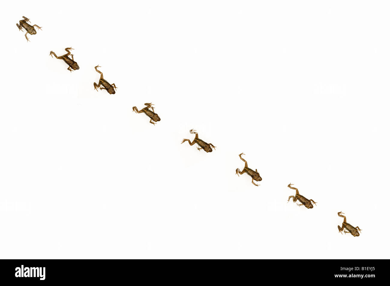Juvenile Toads walking in a line Stock Photo - Alamy