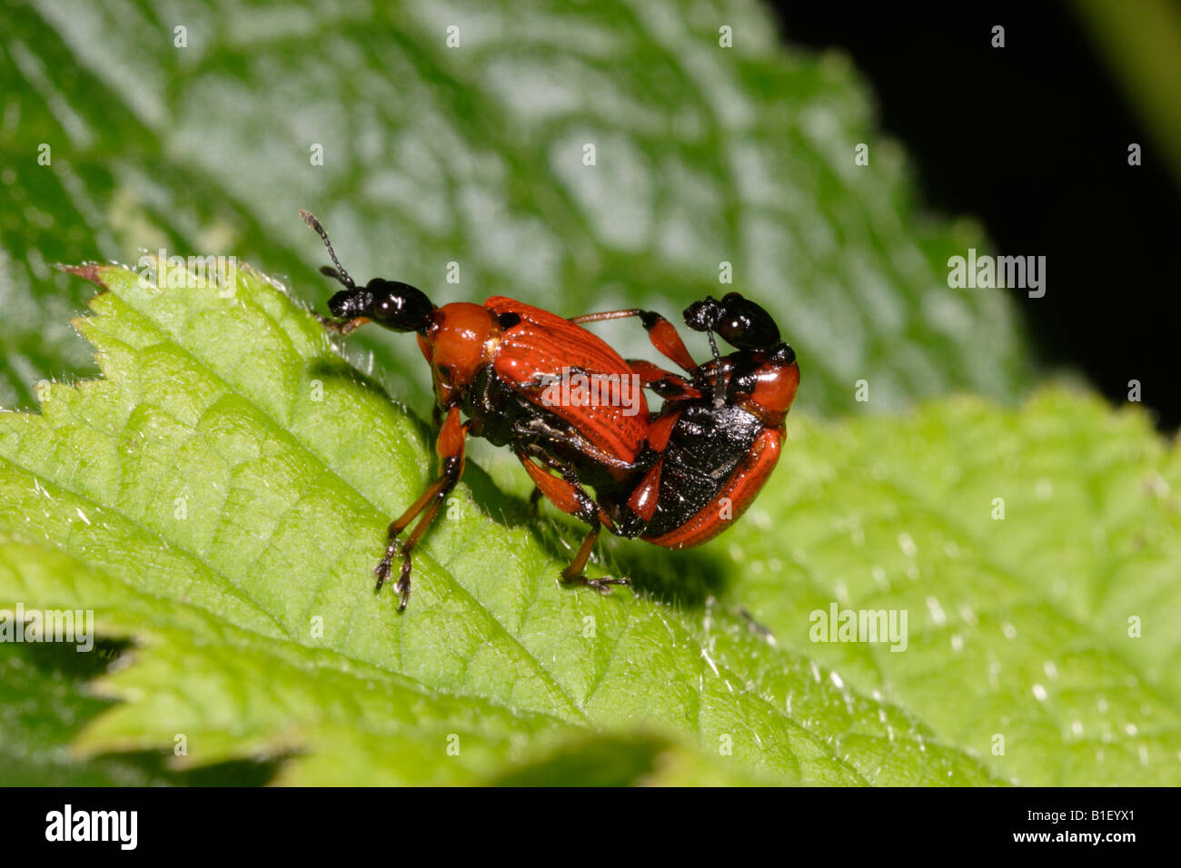 Hazel leaf roller weevils Apoderus coryli Attelabidae mating pair UK ...