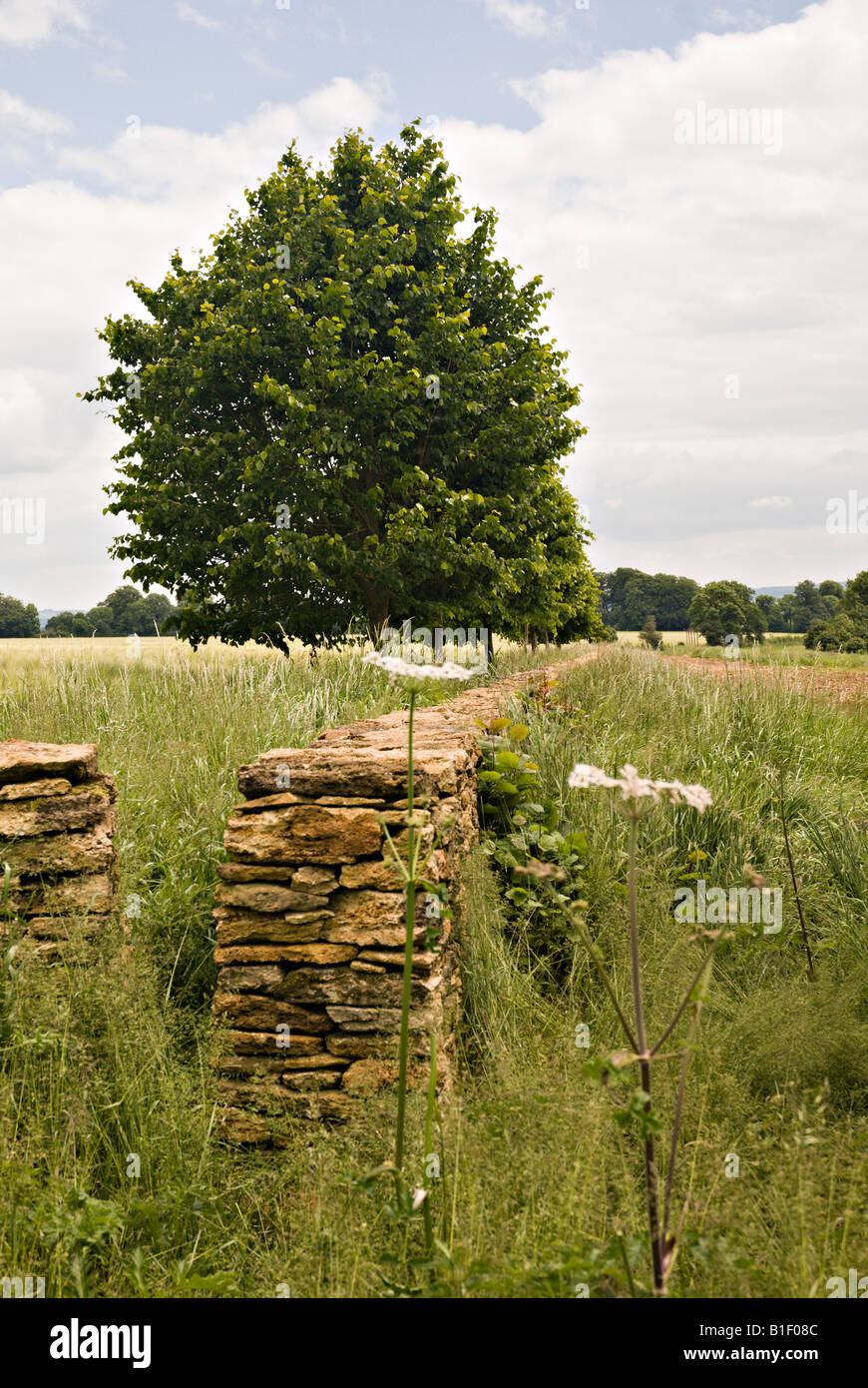 Traditional Mendip Dry Stone Wall Stock Photo - Alamy
