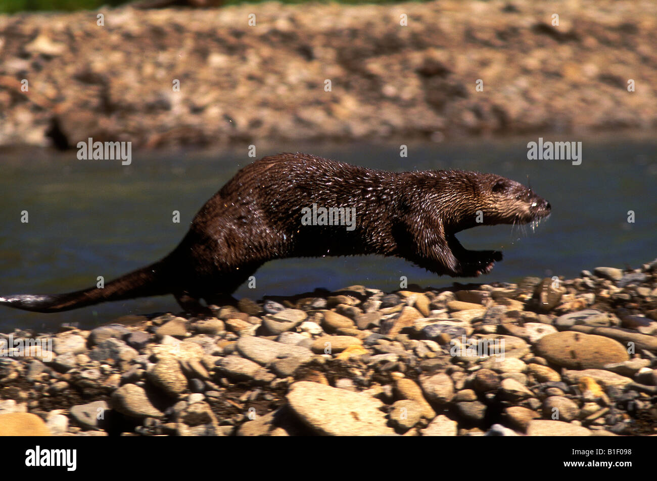 MO3-172, BOUNDING RIVER OTTER ON RIVER BANK, Lutra canadensis Stock ...