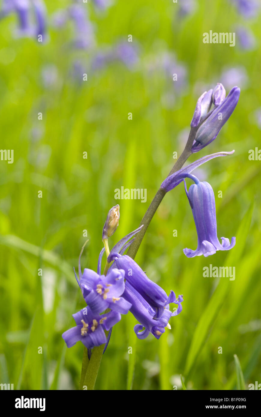 Single english bluebell flower blue hi-res stock photography and images ...
