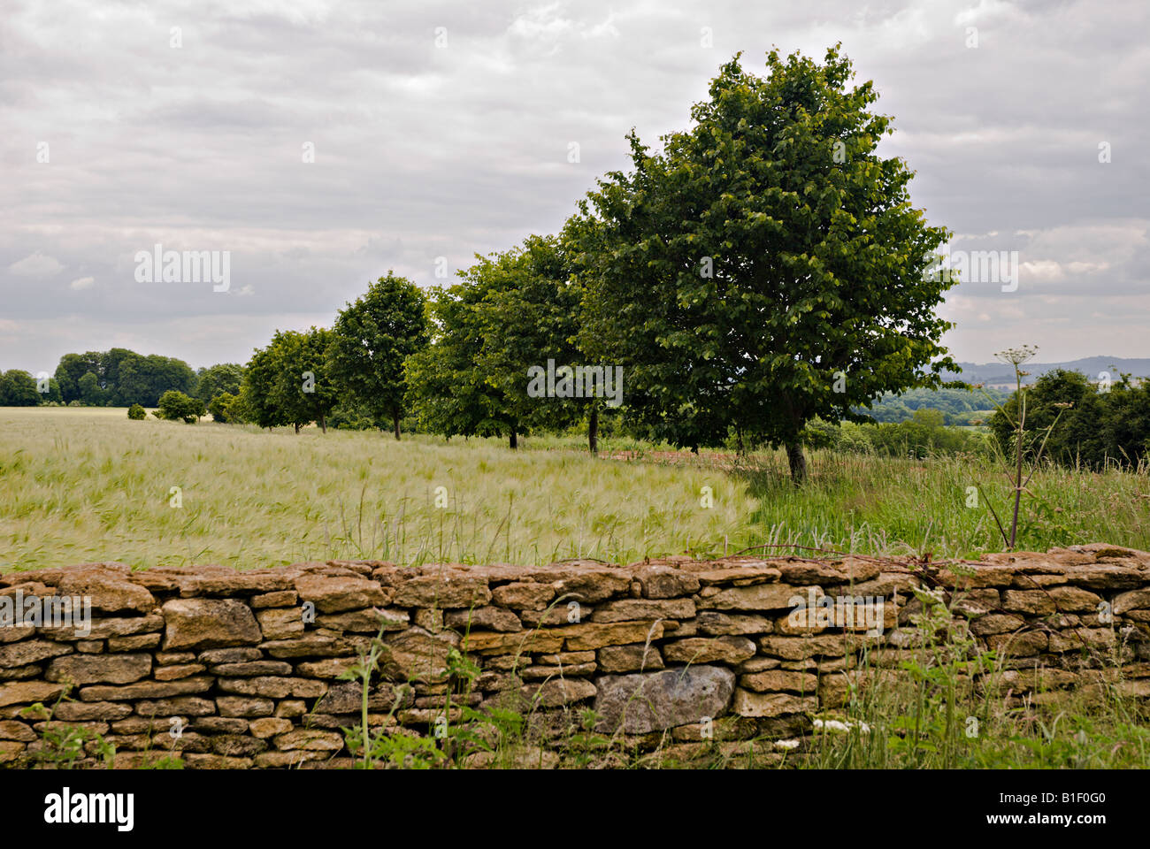 Traditional Mendip Dry Stone Wall Stock Photo - Alamy