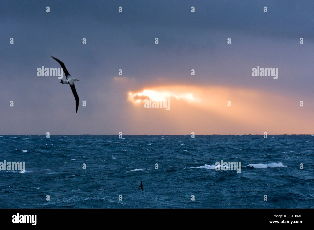 Wandering Albatross flying over The Southern Ocean at Sunset Stock ...