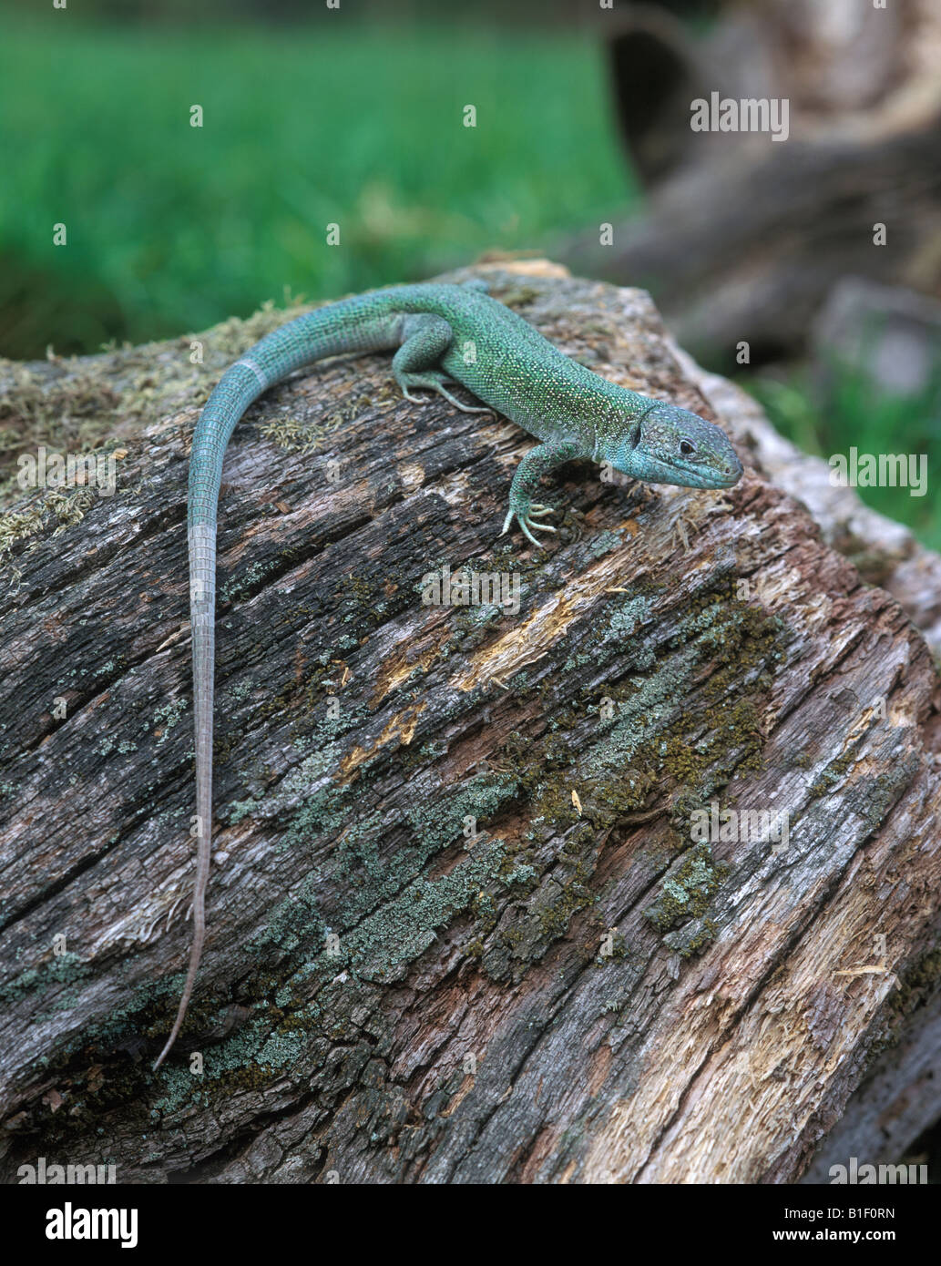 Lizard green lizard lizard on rock Stock Photo - Alamy