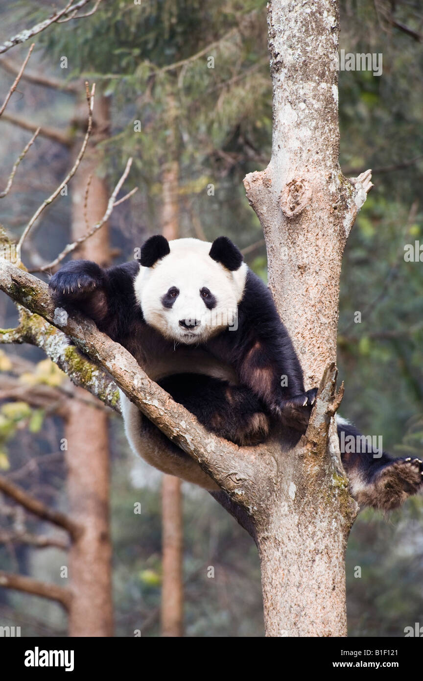 Giant Panda sitting in a tree Woolong China Stock Photo - Alamy