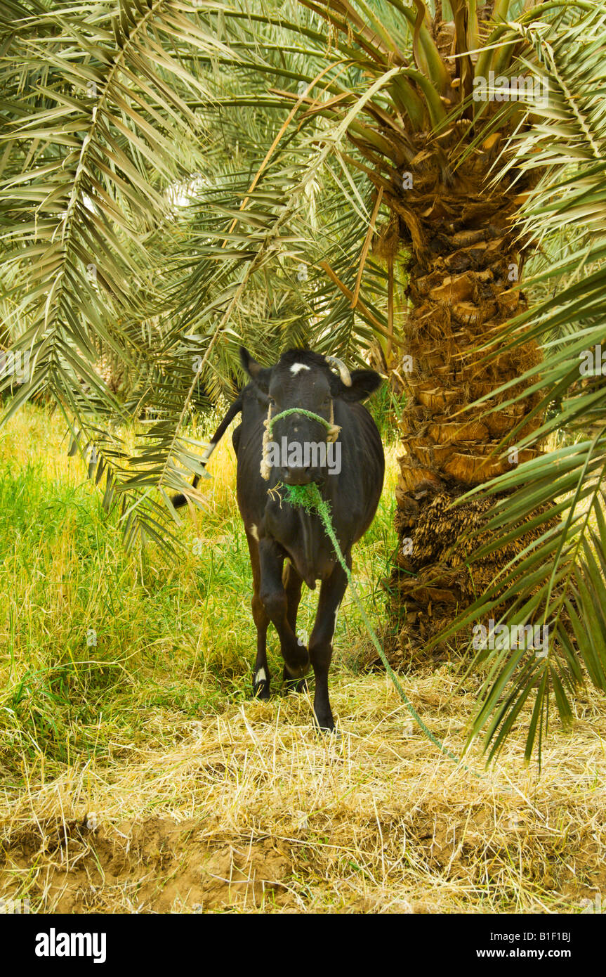 Desert cattle hi-res stock photography and images - Alamy