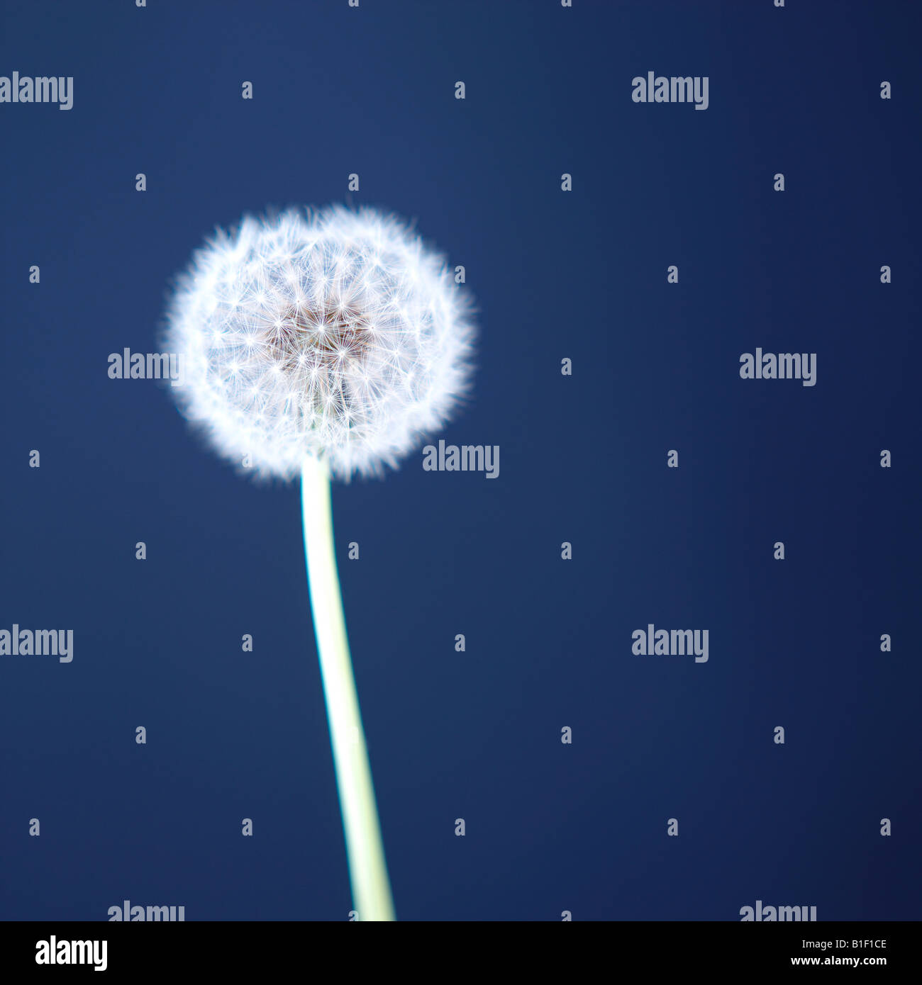 Spring Dandelion on Blue Background Stock Photo - Alamy