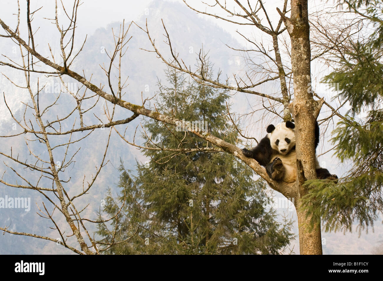 Giant Panda sitting in a tree Woolong China Stock Photo - Alamy