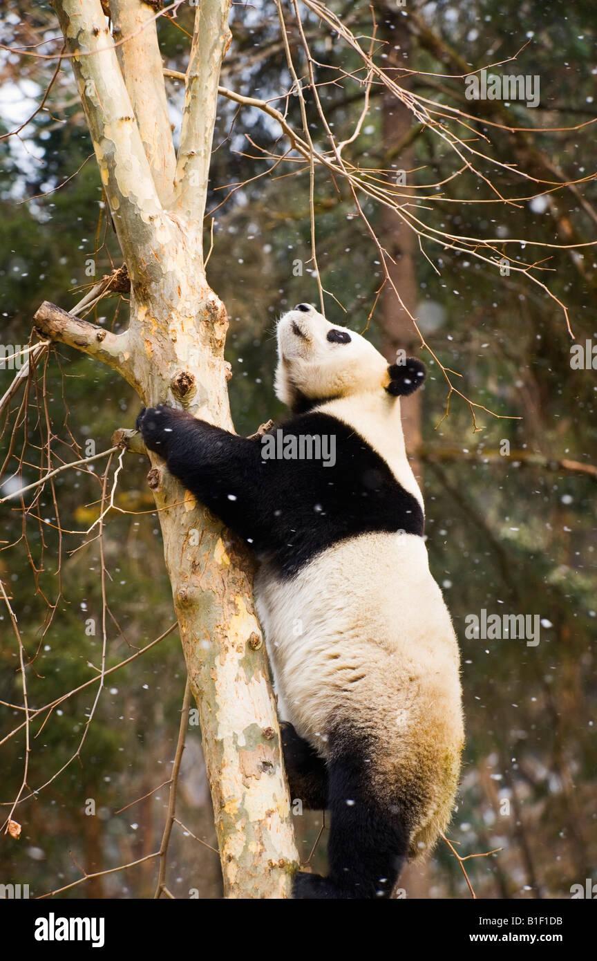 Giant panda climbing hi-res stock photography and images - Alamy
