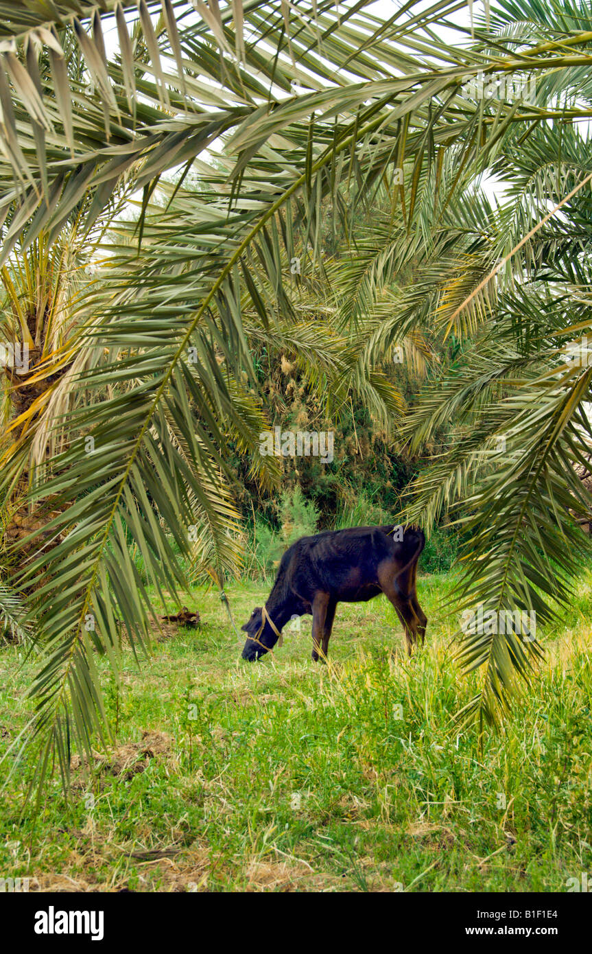 Palm tree cow hi-res stock photography and images - Alamy