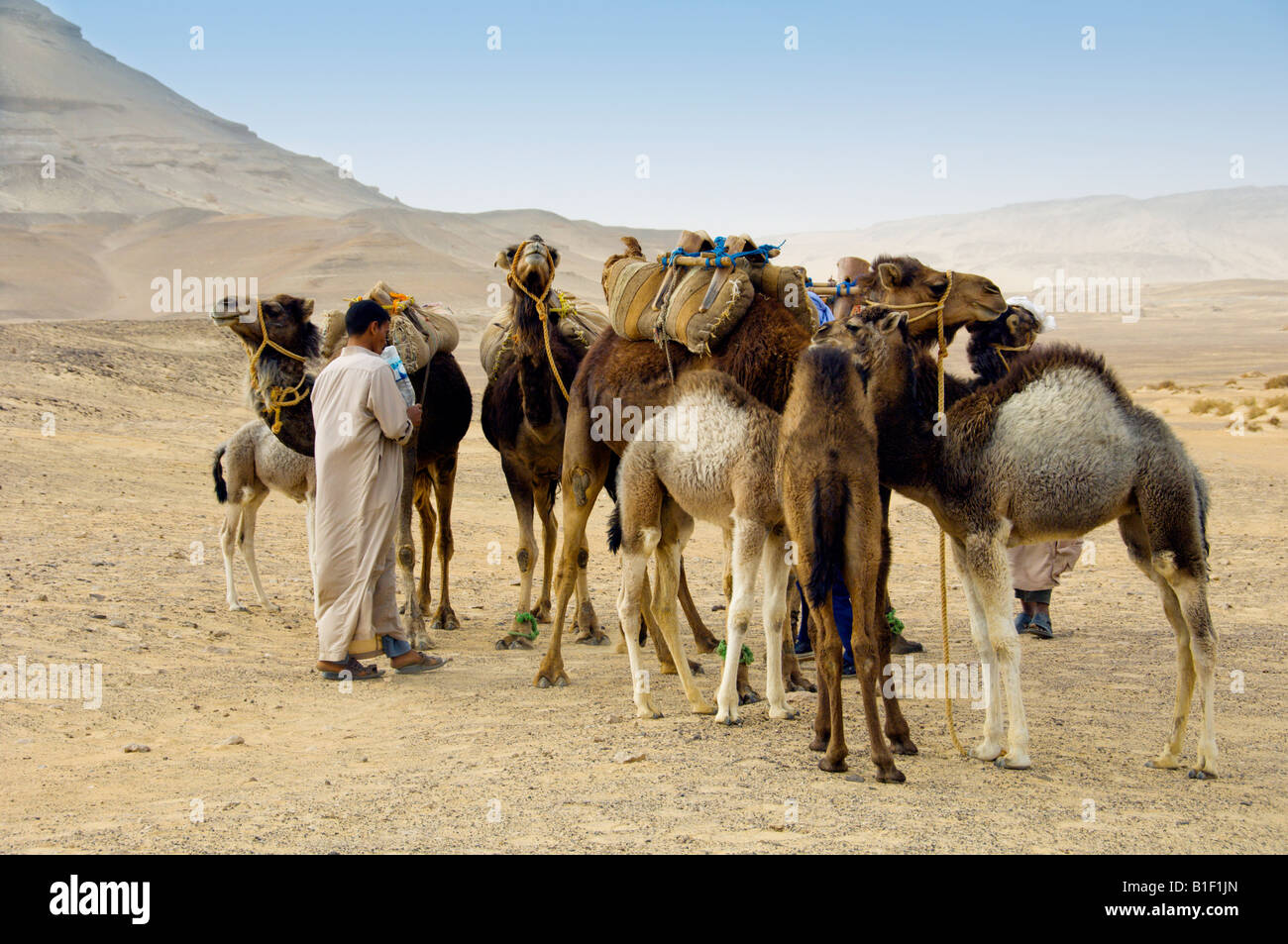 Egyptian Camel Camels Train High Resolution Stock Photography and Images - Alamy