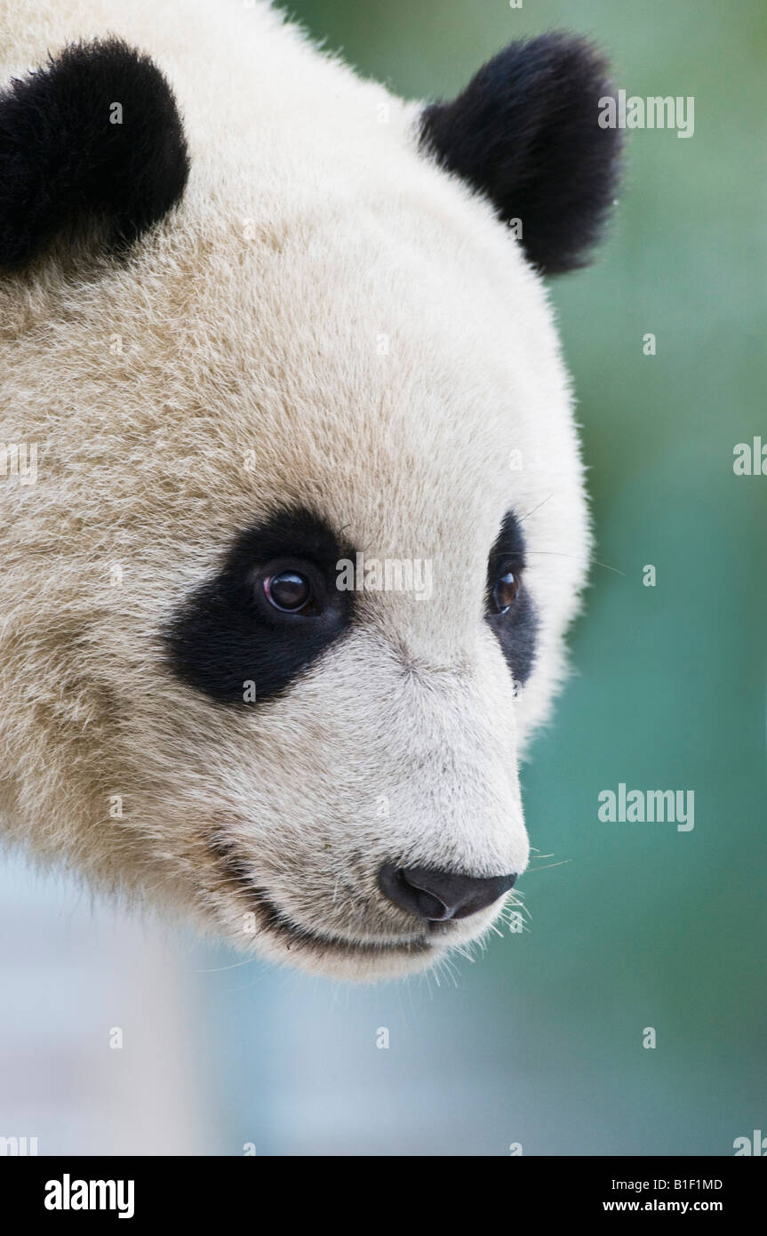 Portrait of Giant Panda Woolong China Stock Photo - Alamy