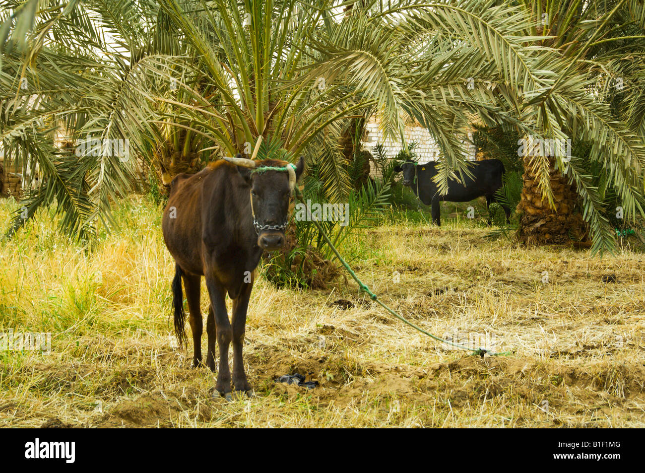 Cows grazing in a palm tree pasture near the village of Bawiti Bahariya ...