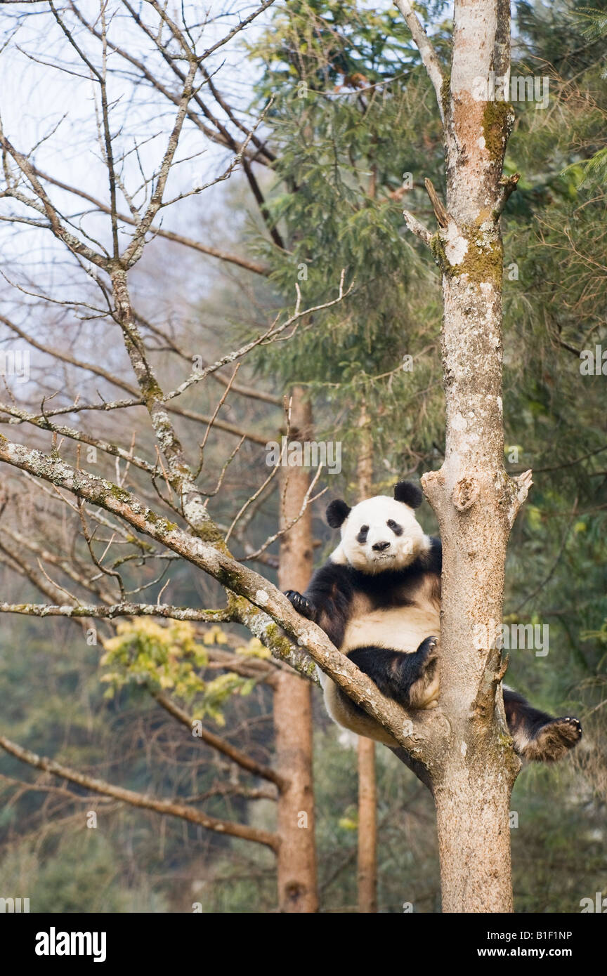 Giant Panda sitting in a tree Woolong China Stock Photo - Alamy