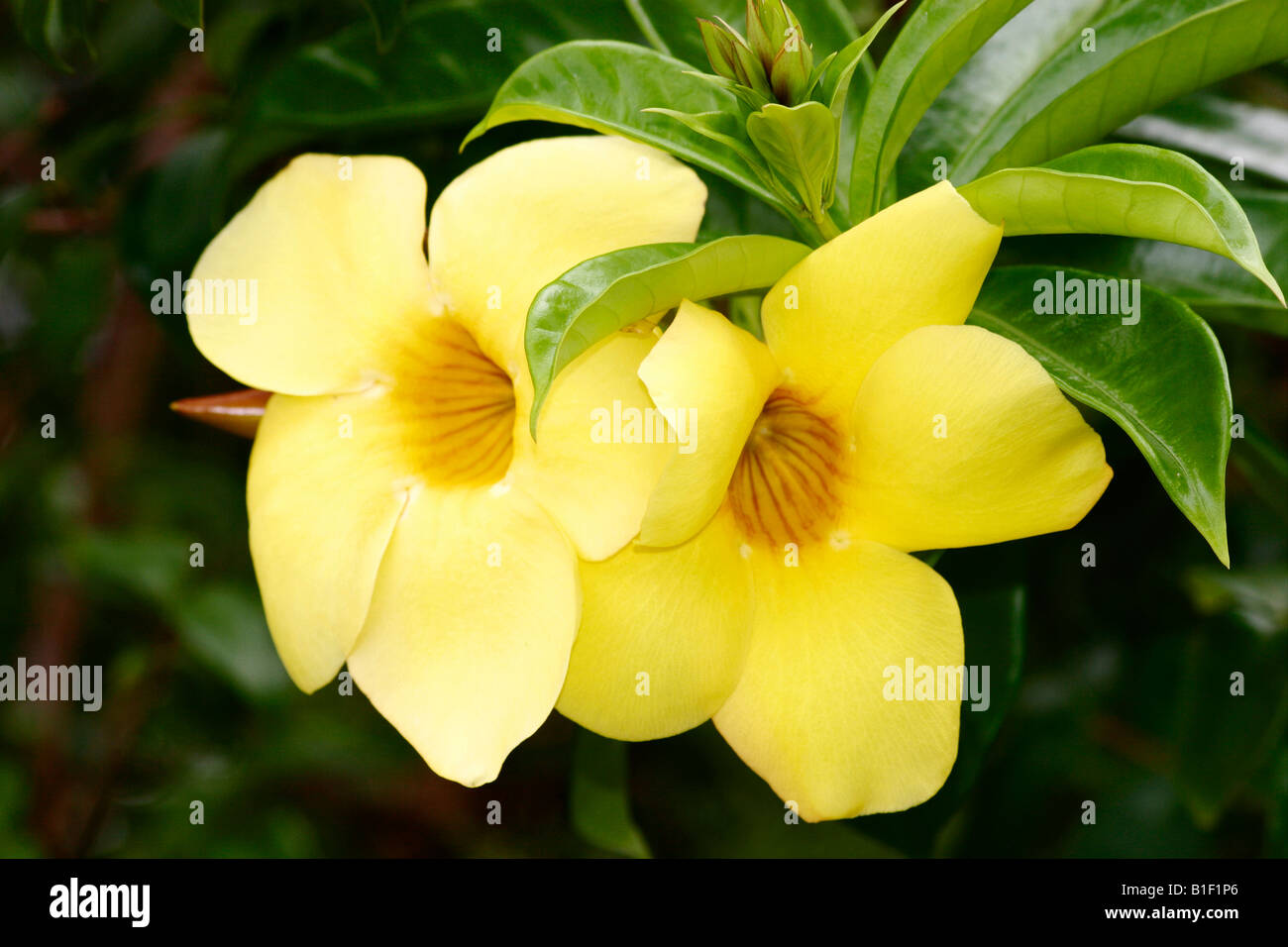 Allamanda flower hi-res stock photography and images - Alamy