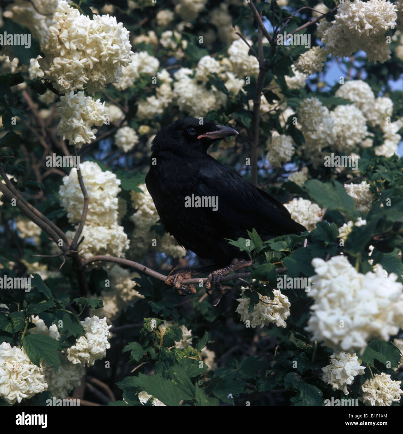 Crow Young crow crow in tree Stock Photo - Alamy