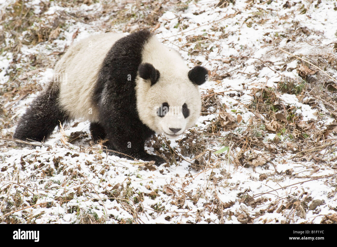 Giant Panda walking in the snow Woolong China Stock Photo - Alamy