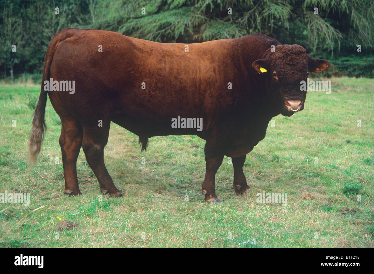 South Devon Bull Stock Photo - Alamy