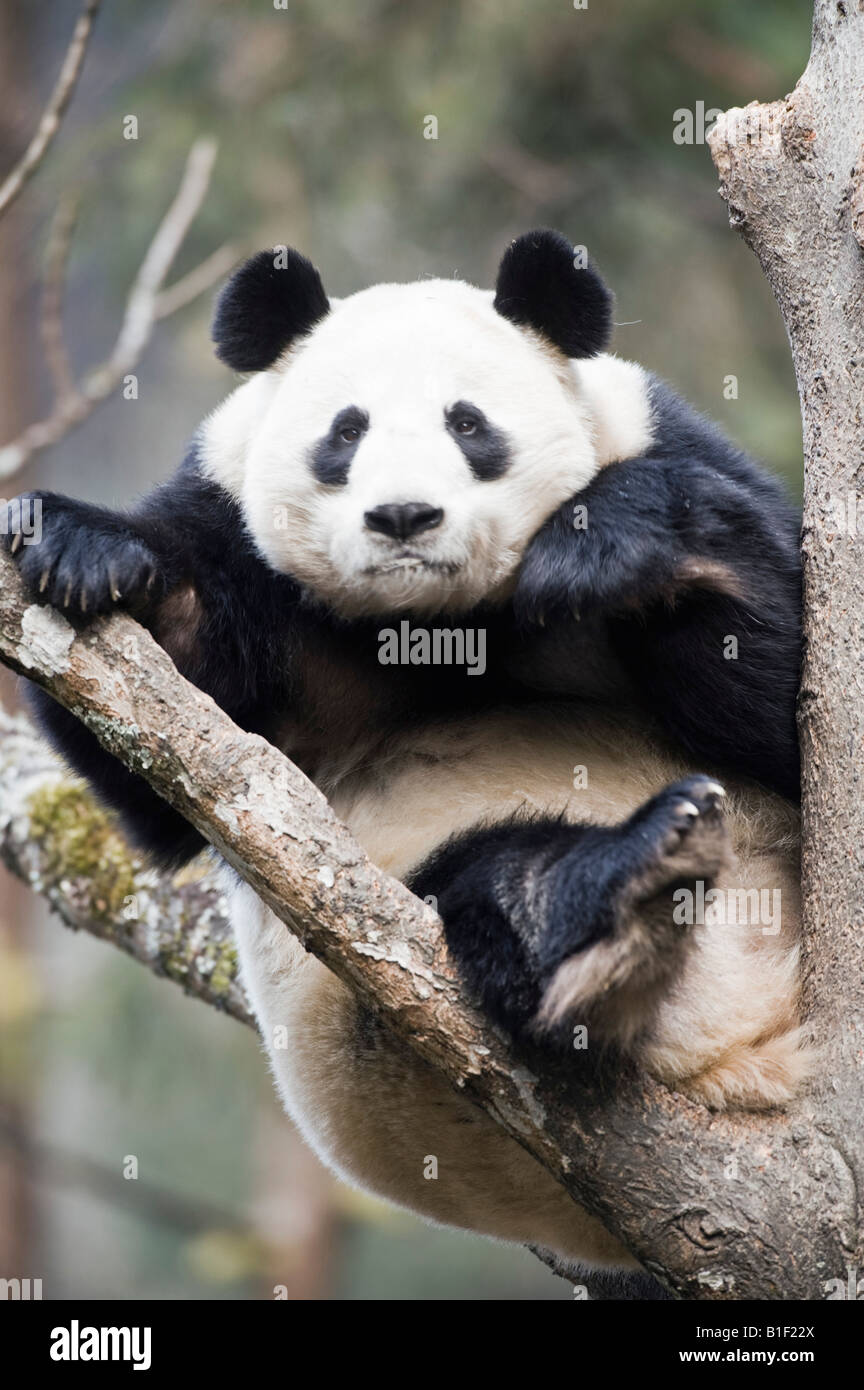 Giant Panda sitting in a tree Woolong China Stock Photo - Alamy